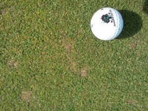 Sod webworms | Purdue University Turfgrass Science at Purdue University