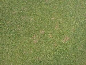 Sod webworms | Purdue University Turfgrass Science at Purdue University