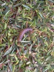 Sod webworms | Purdue University Turfgrass Science at Purdue University