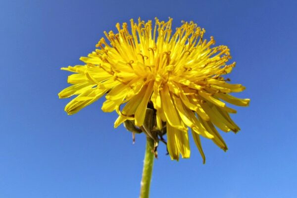 Purdue University Turfgrass Science at Purdue University