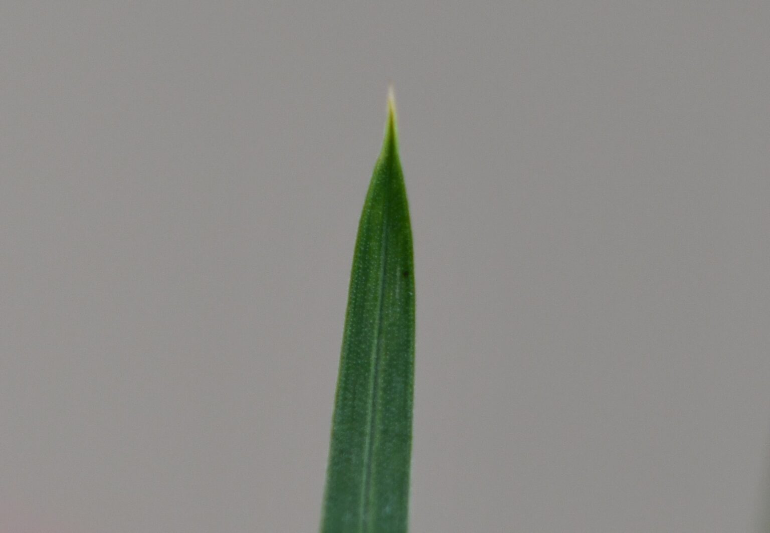 Several Clients Submitting Samples of Fowl Bluegrass (Poa palustris) to ...