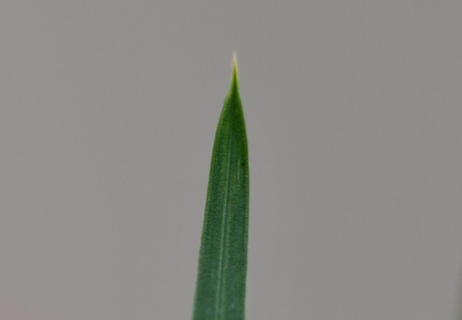 Several Clients Submitting Samples of Fowl Bluegrass (Poa palustris) to ...