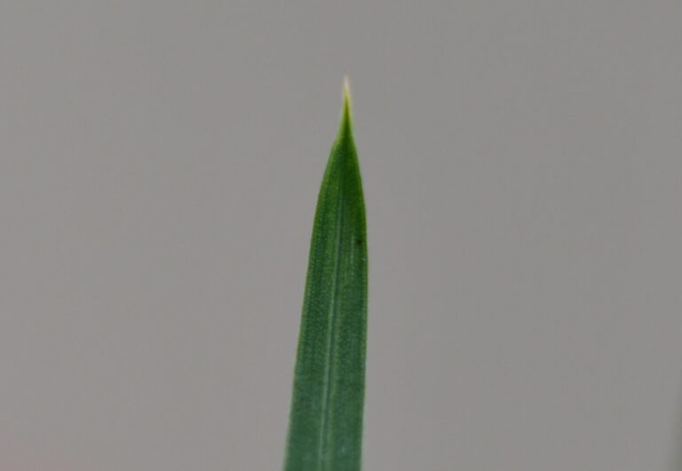 Several Clients Submitting Samples of Fowl Bluegrass (Poa palustris) to ...