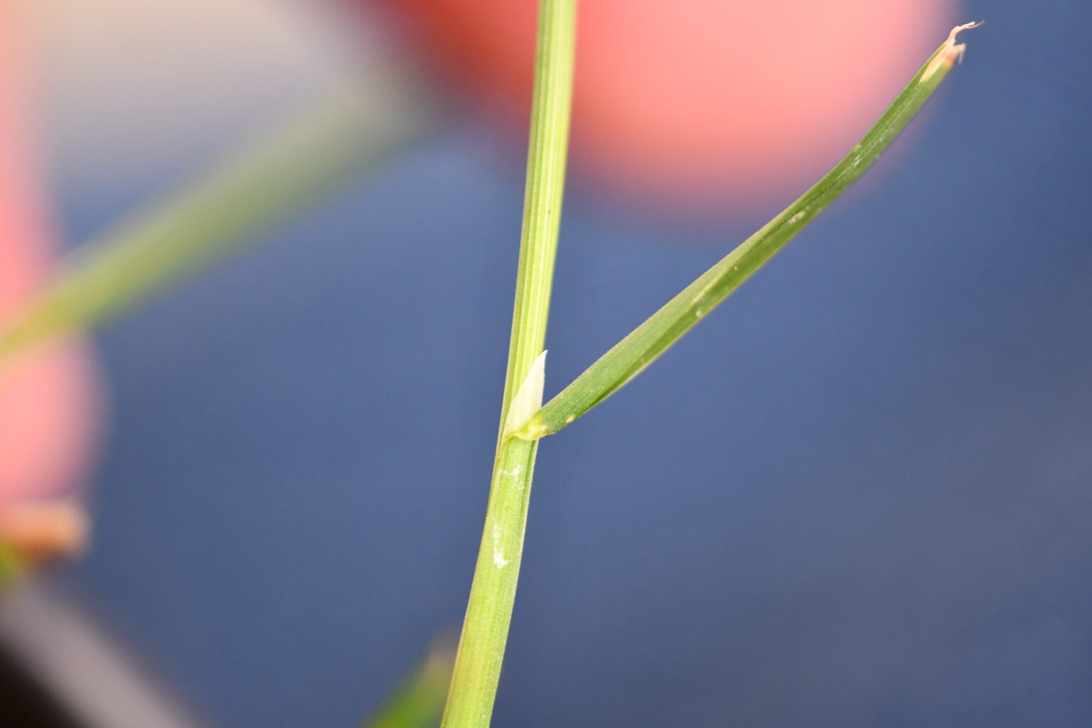 Several Clients Submitting Samples of Fowl Bluegrass (Poa palustris) to ...
