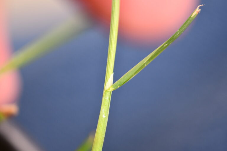 Several Clients Submitting Samples of Fowl Bluegrass (Poa palustris) to ...