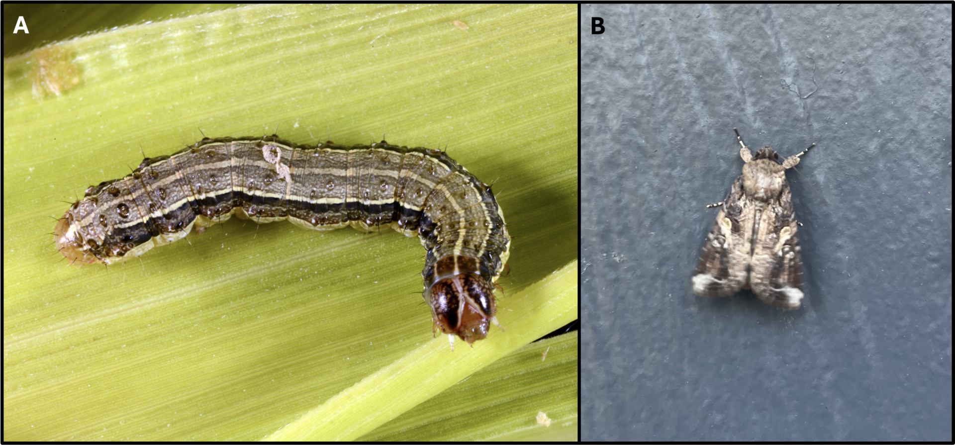 September 12, 2024: Fall Armyworms, Again? | Purdue University ...