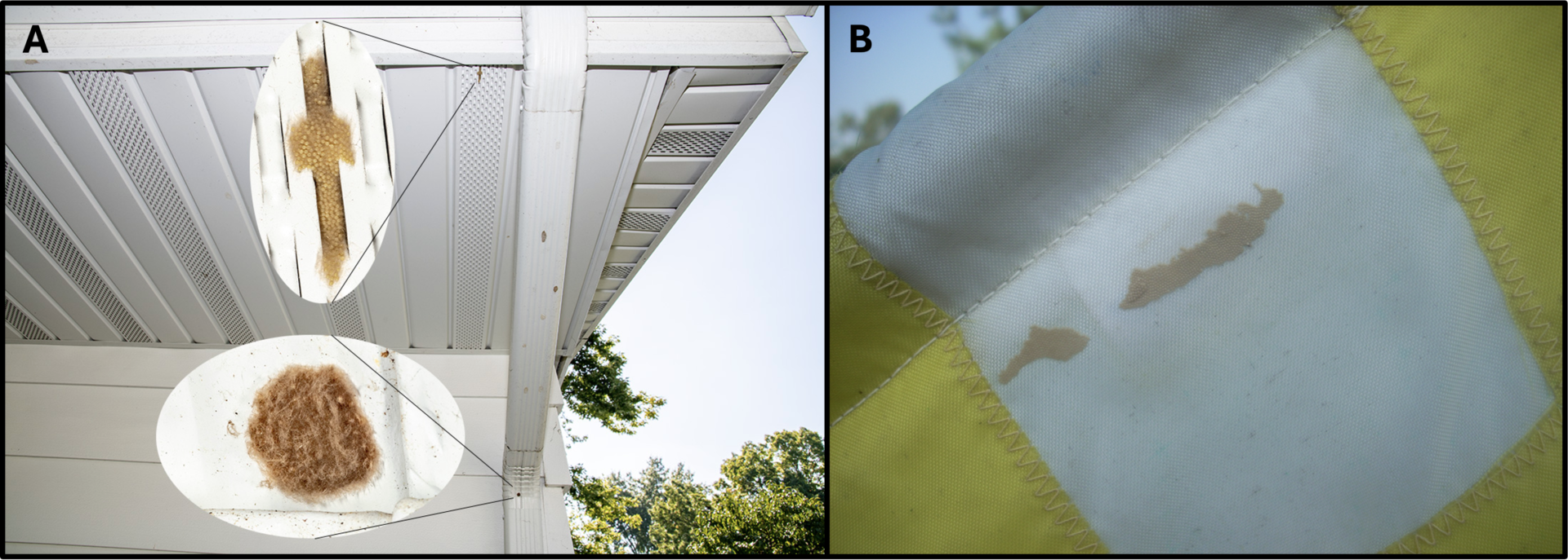 September 12, 2024: Fall Armyworms, Again? | Purdue University ...