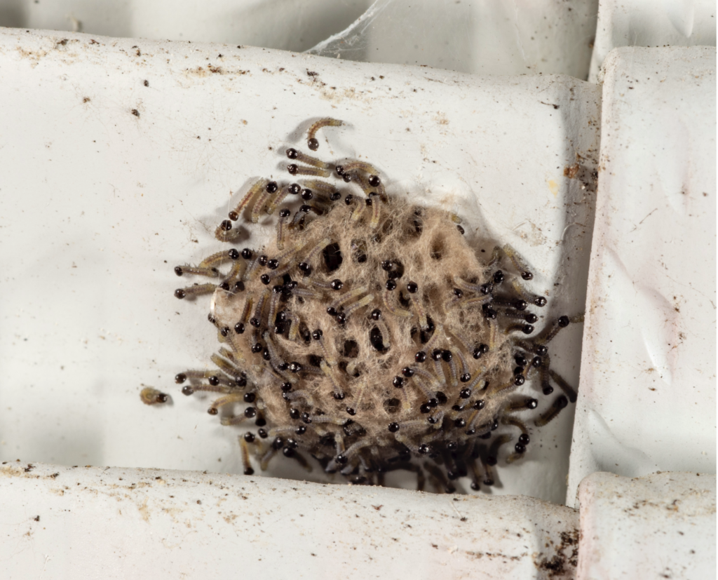 September 12, 2024: Fall Armyworms, Again? | Purdue University ...